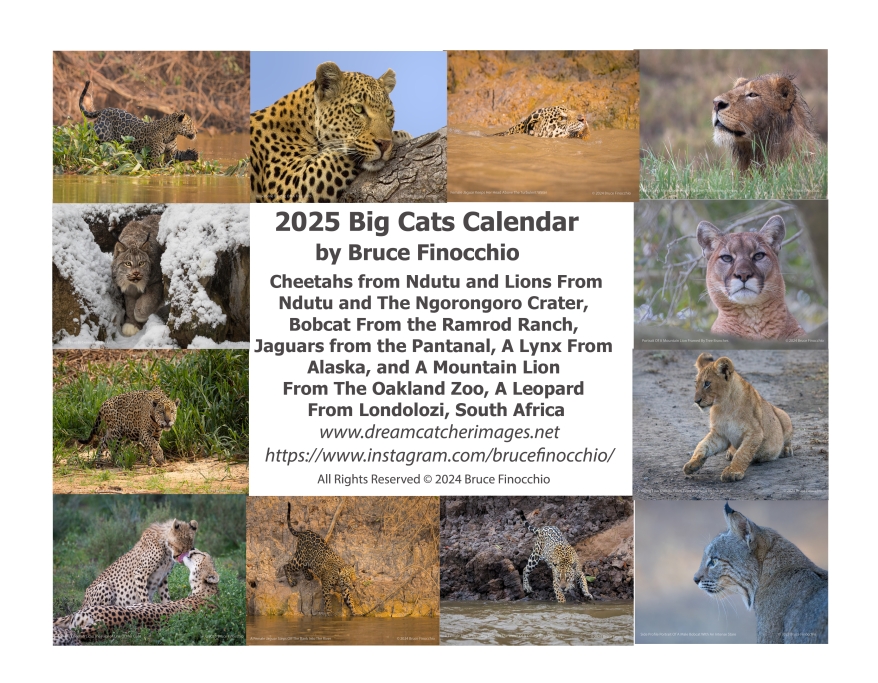 2025 "Big Cats" Wall Calendar - Dream Catcher Images by Bruce Finocchio