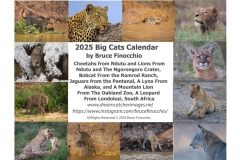 2025 "Big Cats" Wall Calendar - Dream Catcher Images by Bruce Finocchio