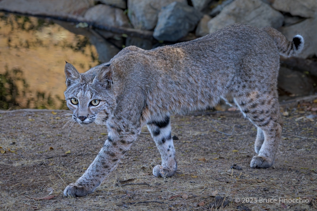 Mammal Photography Archives - Dream Catcher Images by Bruce Finocchio