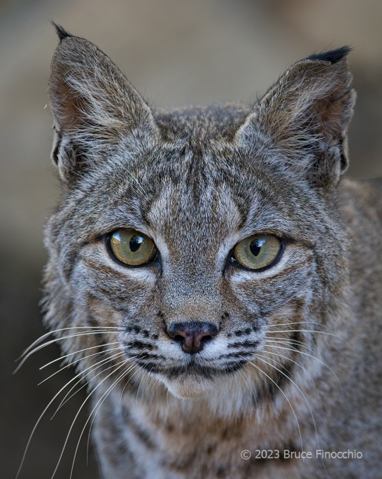 Mammal Photography Archives - Dream Catcher Images by Bruce Finocchio