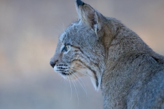 Mammal Photography Archives - Dream Catcher Images by Bruce Finocchio