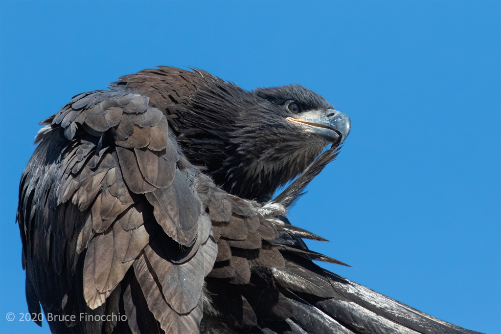 Bird Photography Archives - Dream Catcher Images by Bruce Finocchio