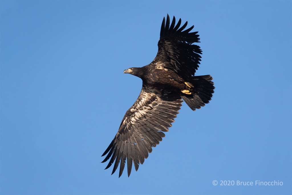 Bird Photography Archives - Dream Catcher Images by Bruce Finocchio