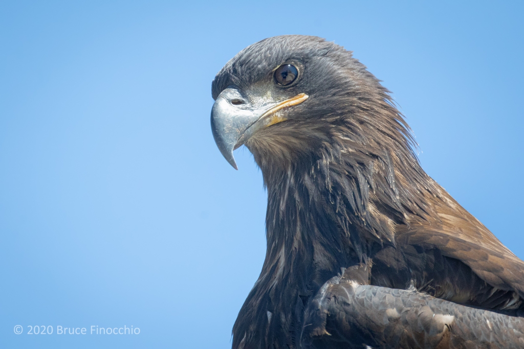 Bird Photography Archives - Dream Catcher Images by Bruce Finocchio