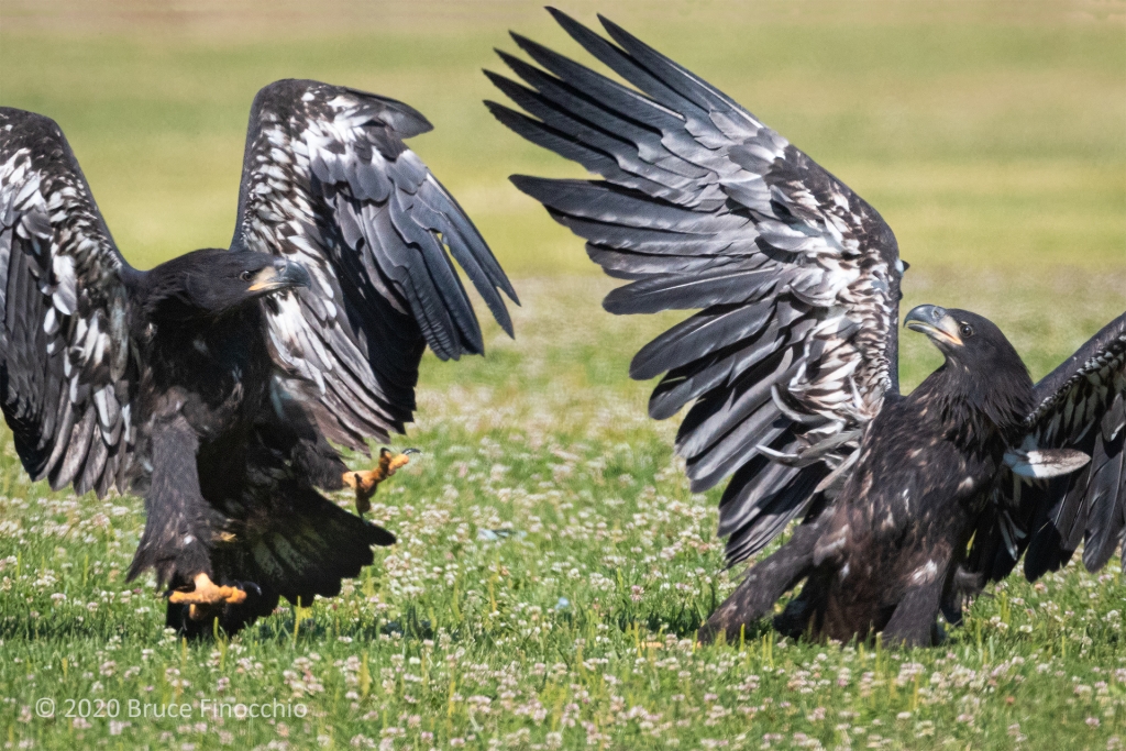 Bird Photography Archives - Dream Catcher Images by Bruce Finocchio