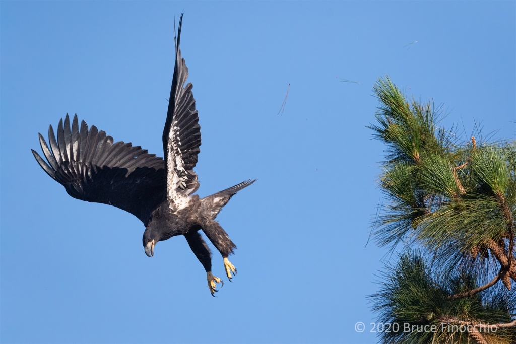 Bird Photography Archives - Dream Catcher Images by Bruce Finocchio