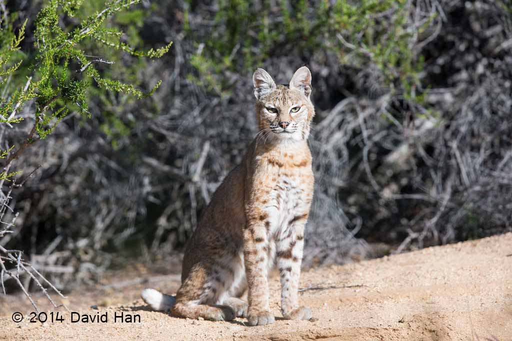 Ramrod Ranch Image Gallery - Dream Catcher Images by Bruce Finocchio