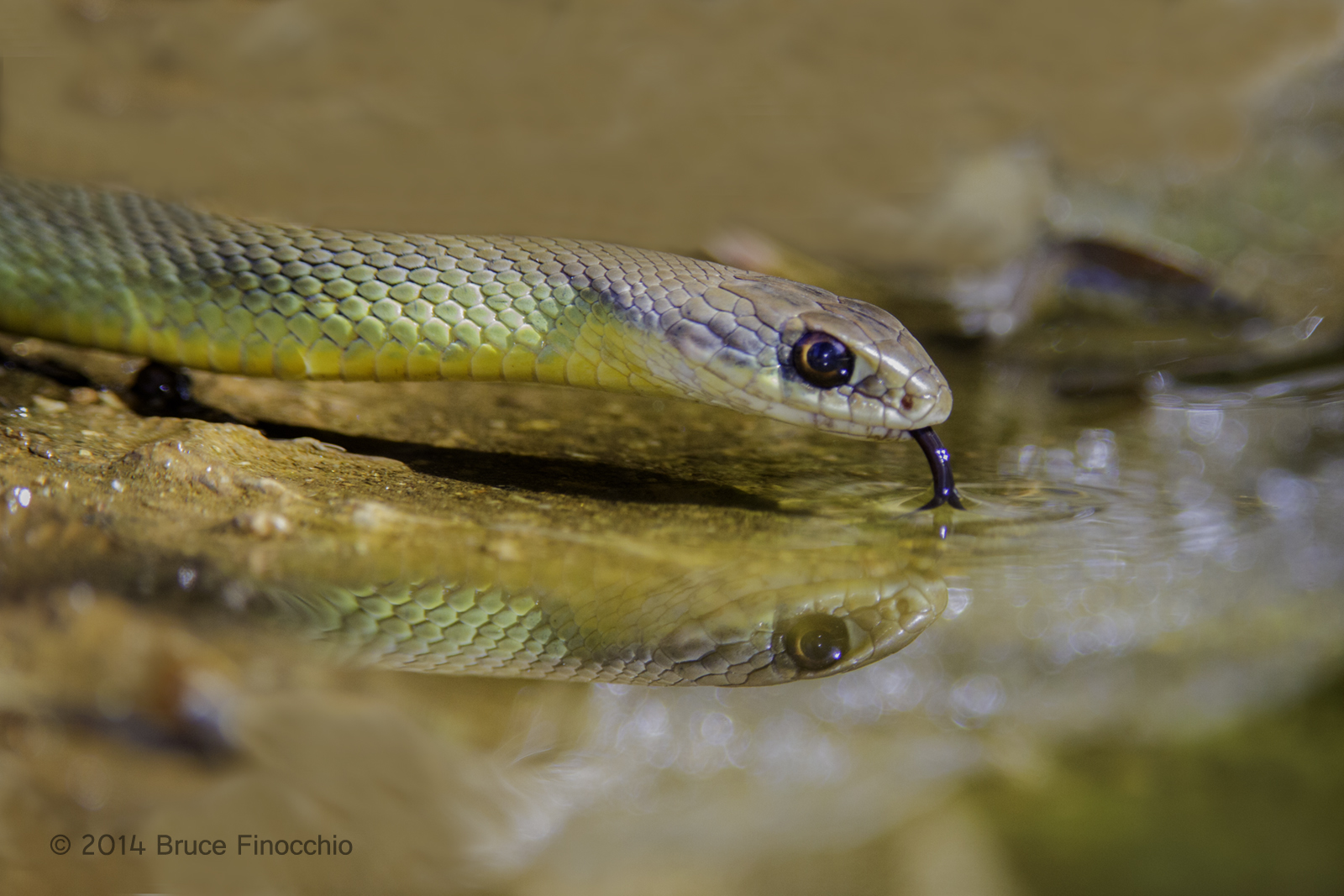 Ramrod Ranch Image Gallery - Dream Catcher Images by Bruce Finocchio