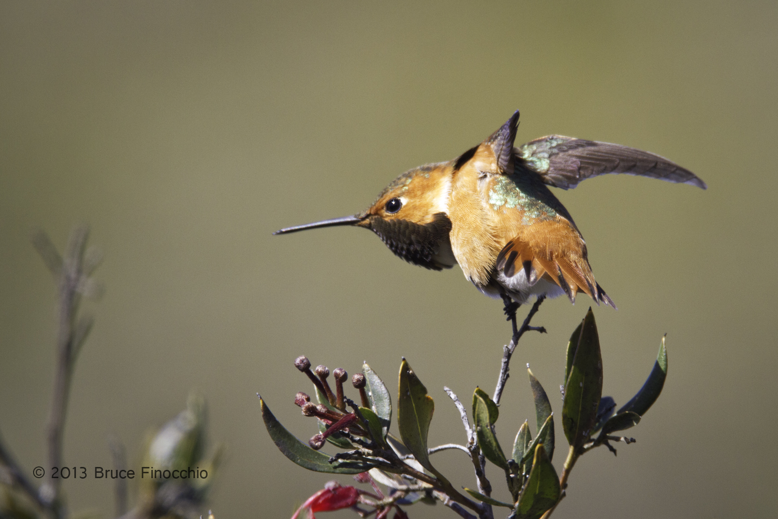 UCSC Arboretum Hummingbirds - Dream Catcher Images by Bruce Finocchio