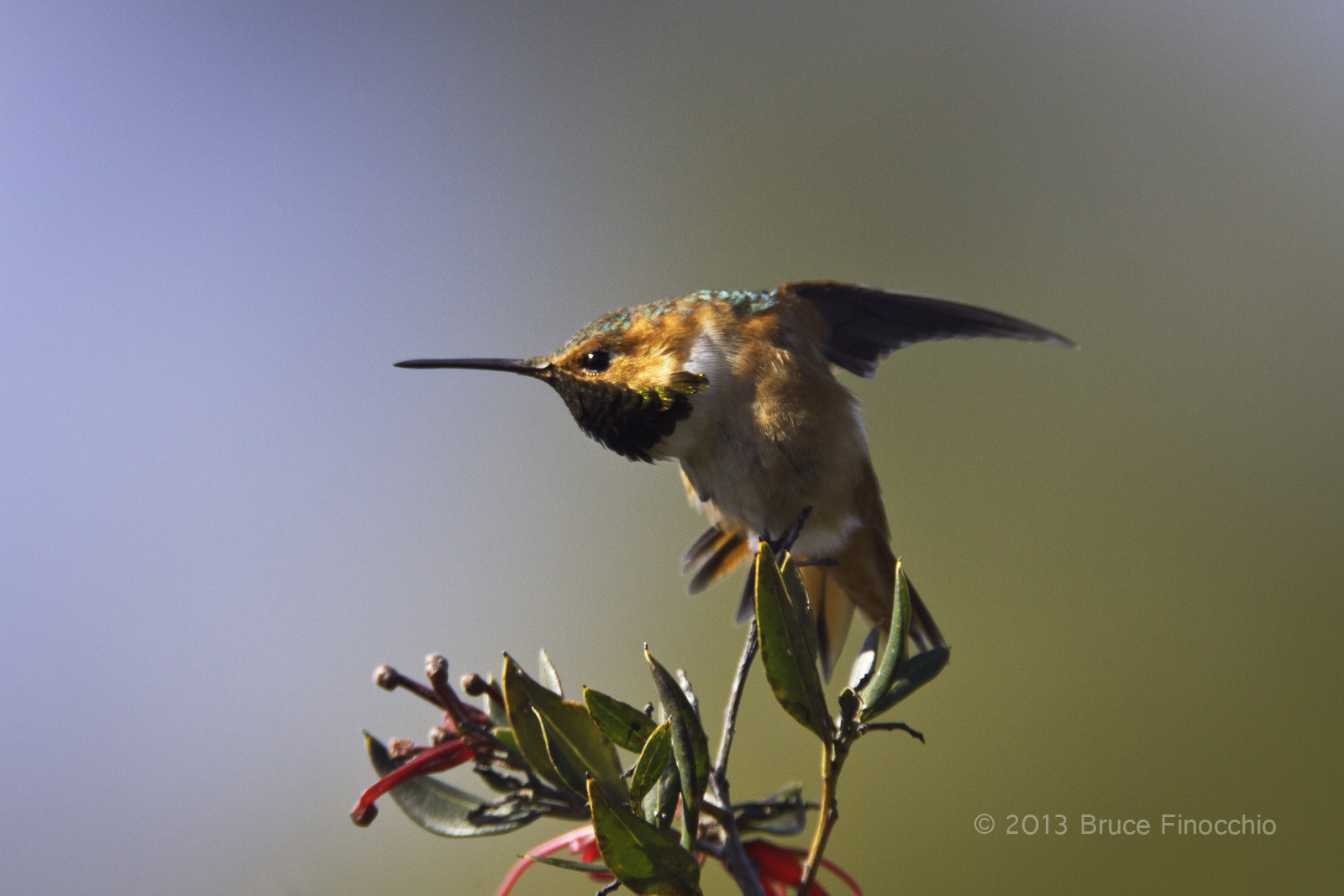 UCSC Arboretum Hummingbirds - Dream Catcher Images by Bruce Finocchio