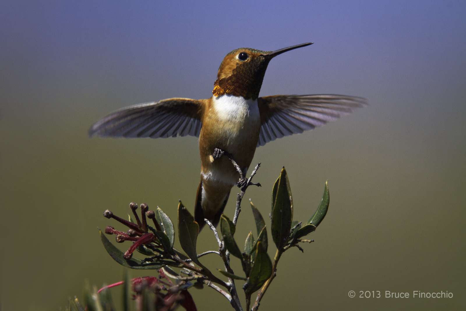 UCSC Arboretum Hummingbirds - Dream Catcher Images by Bruce Finocchio