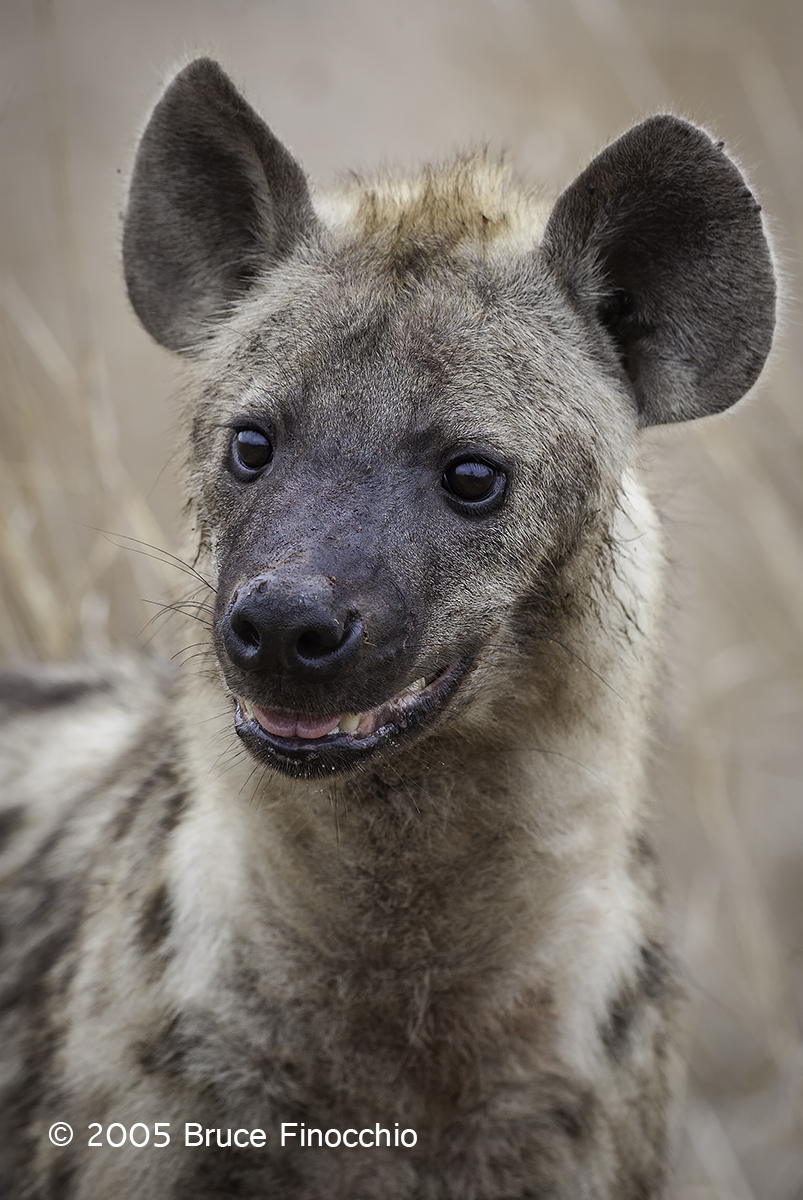 Bruce's 2005 South African Images - Dream Catcher Images by Bruce Finocchio