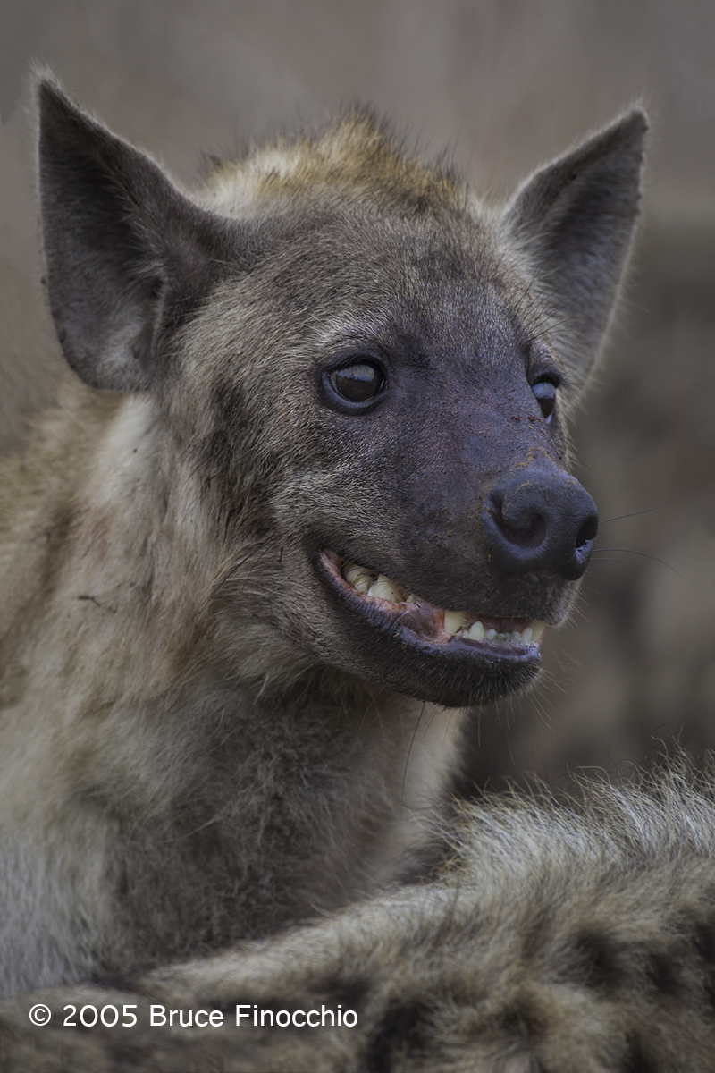 Bruce's 2005 South African Images - Dream Catcher Images by Bruce Finocchio