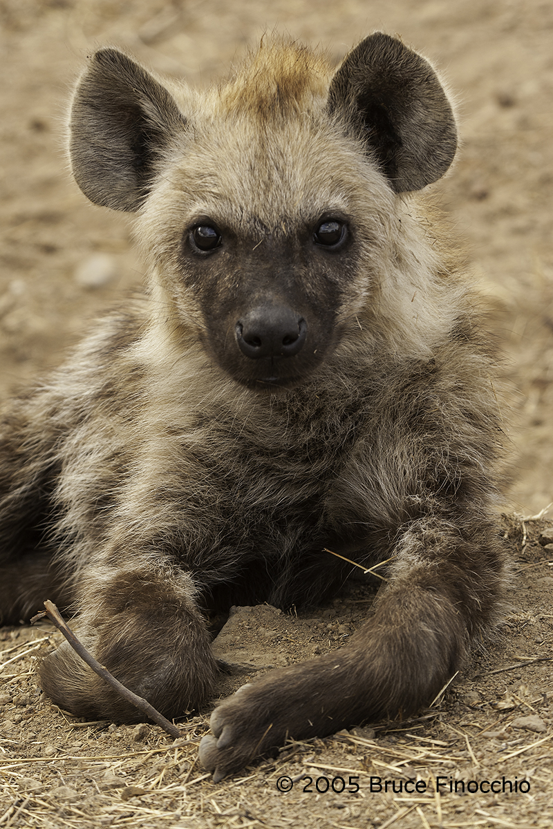 Bruce's 2005 South African Images - Dream Catcher Images by Bruce Finocchio