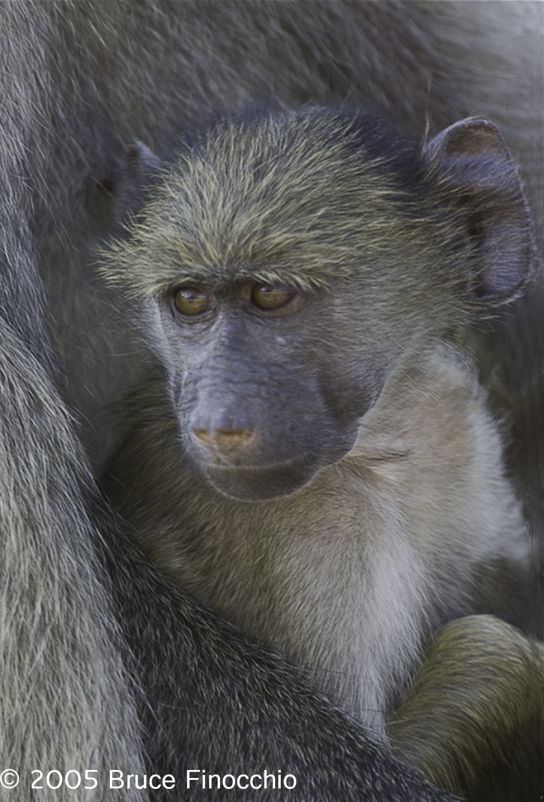 Bruce's 2005 South African Images - Dream Catcher Images by Bruce Finocchio