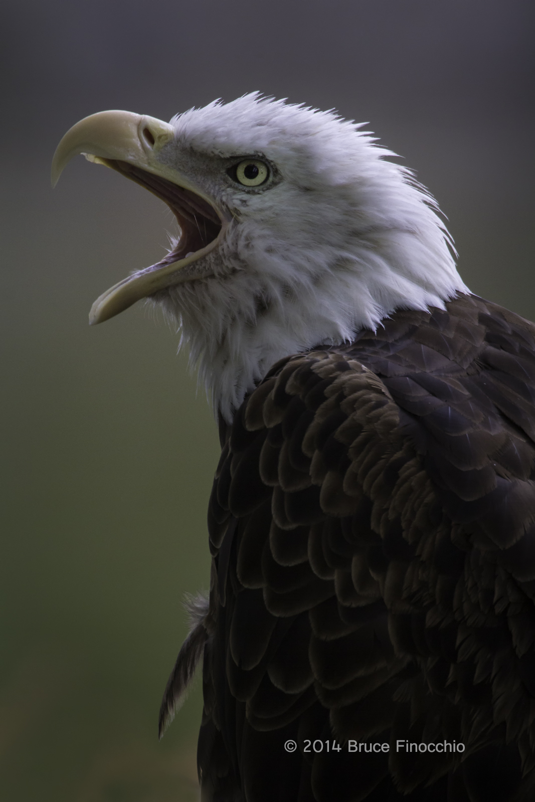 PCC Field Trips - Dream Catcher Images by Bruce Finocchio