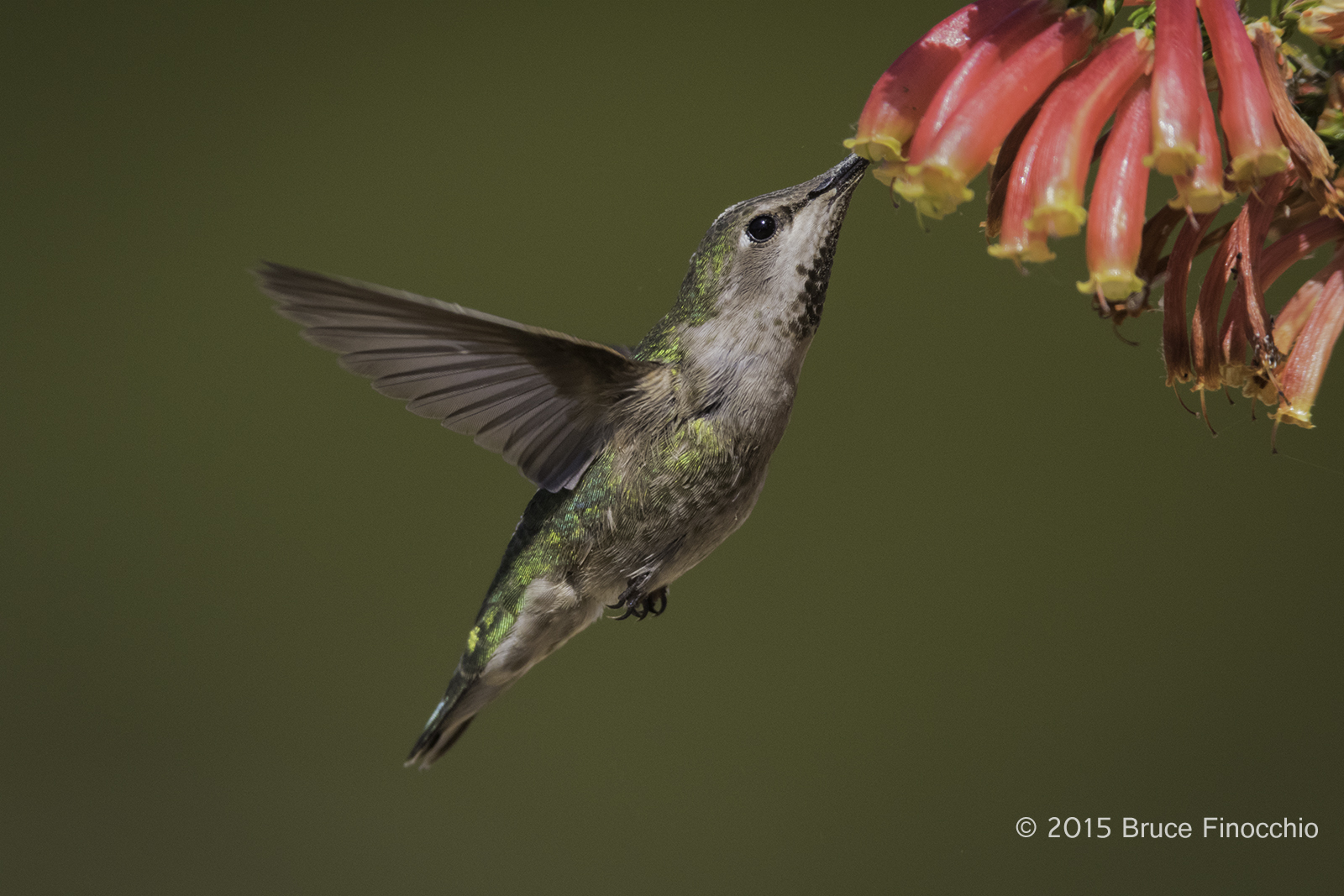 2015 Hummingbird Images - Dream Catcher Images by Bruce Finocchio