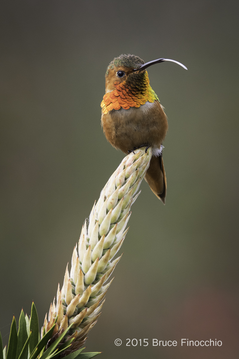 2015 Hummingbird Images - Dream Catcher Images by Bruce Finocchio