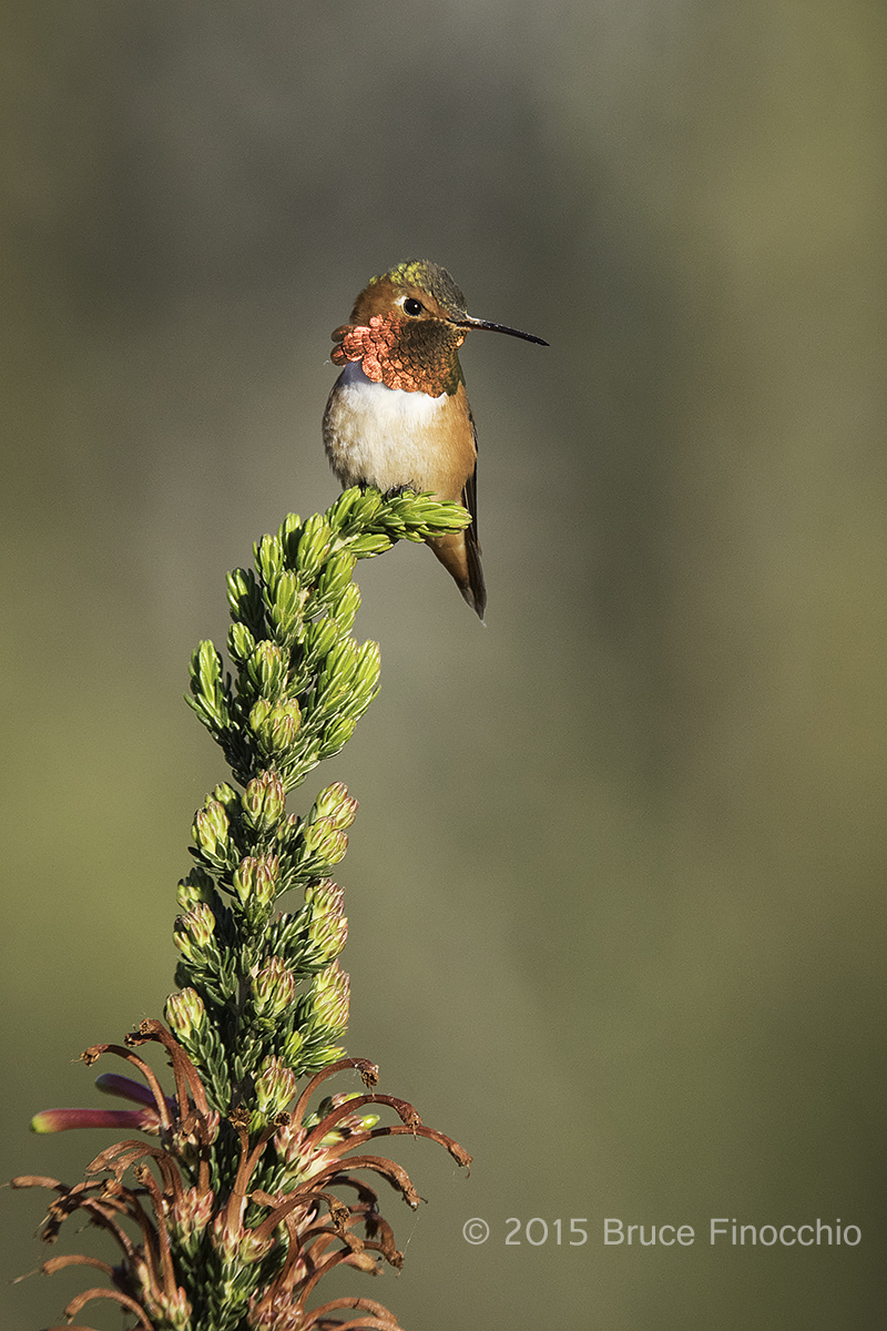 2015 Hummingbird Images - Dream Catcher Images by Bruce Finocchio