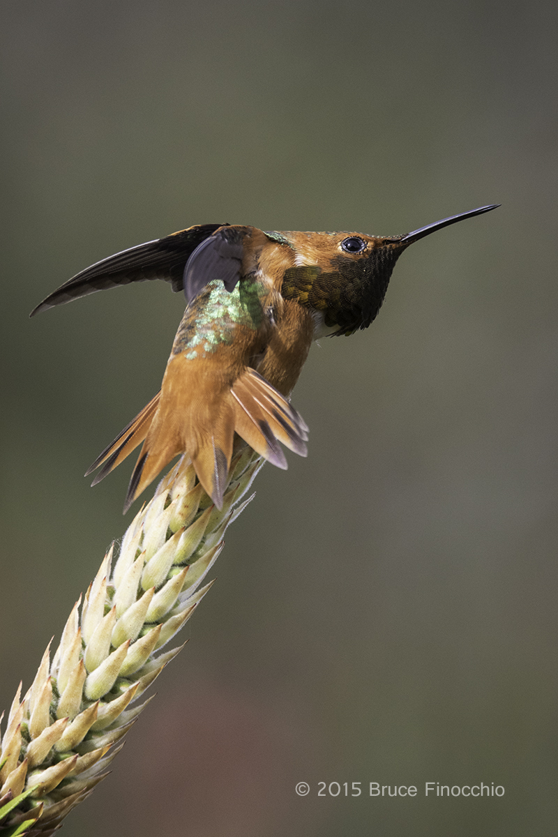 2015 Hummingbird Images - Dream Catcher Images by Bruce Finocchio