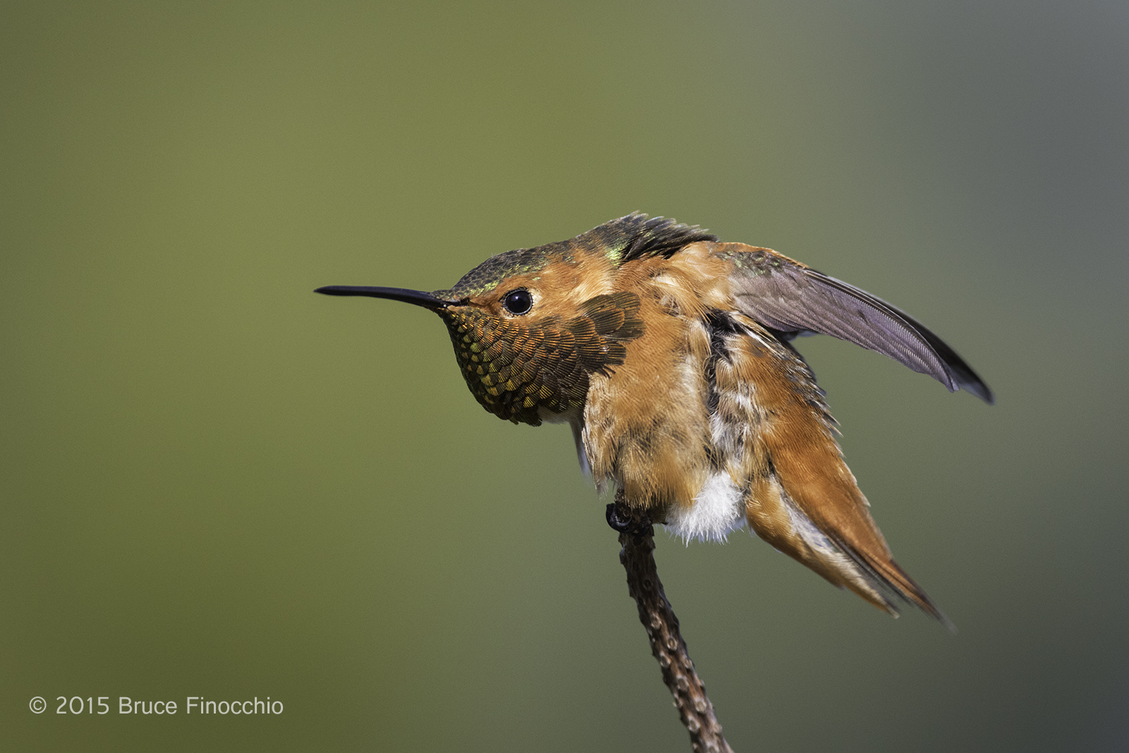 2015 Hummingbird Images - Dream Catcher Images by Bruce Finocchio