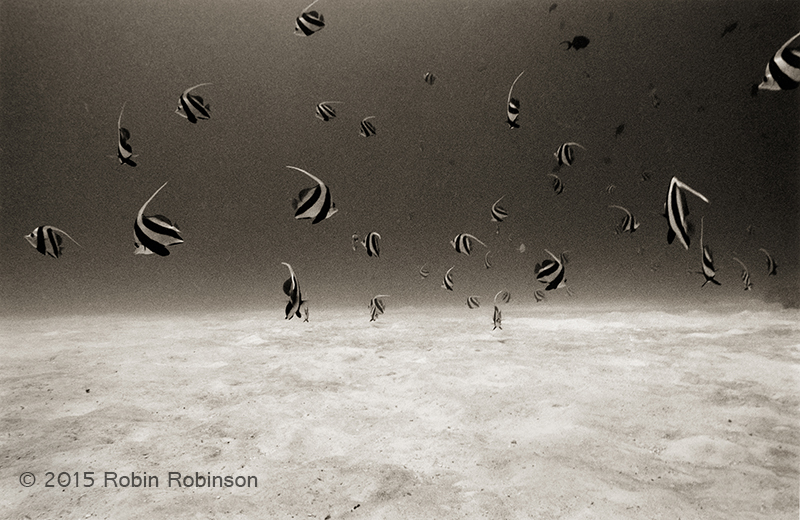 Wildlife Beyond Borders at Art Ark - Dream Catcher Images by Bruce ...