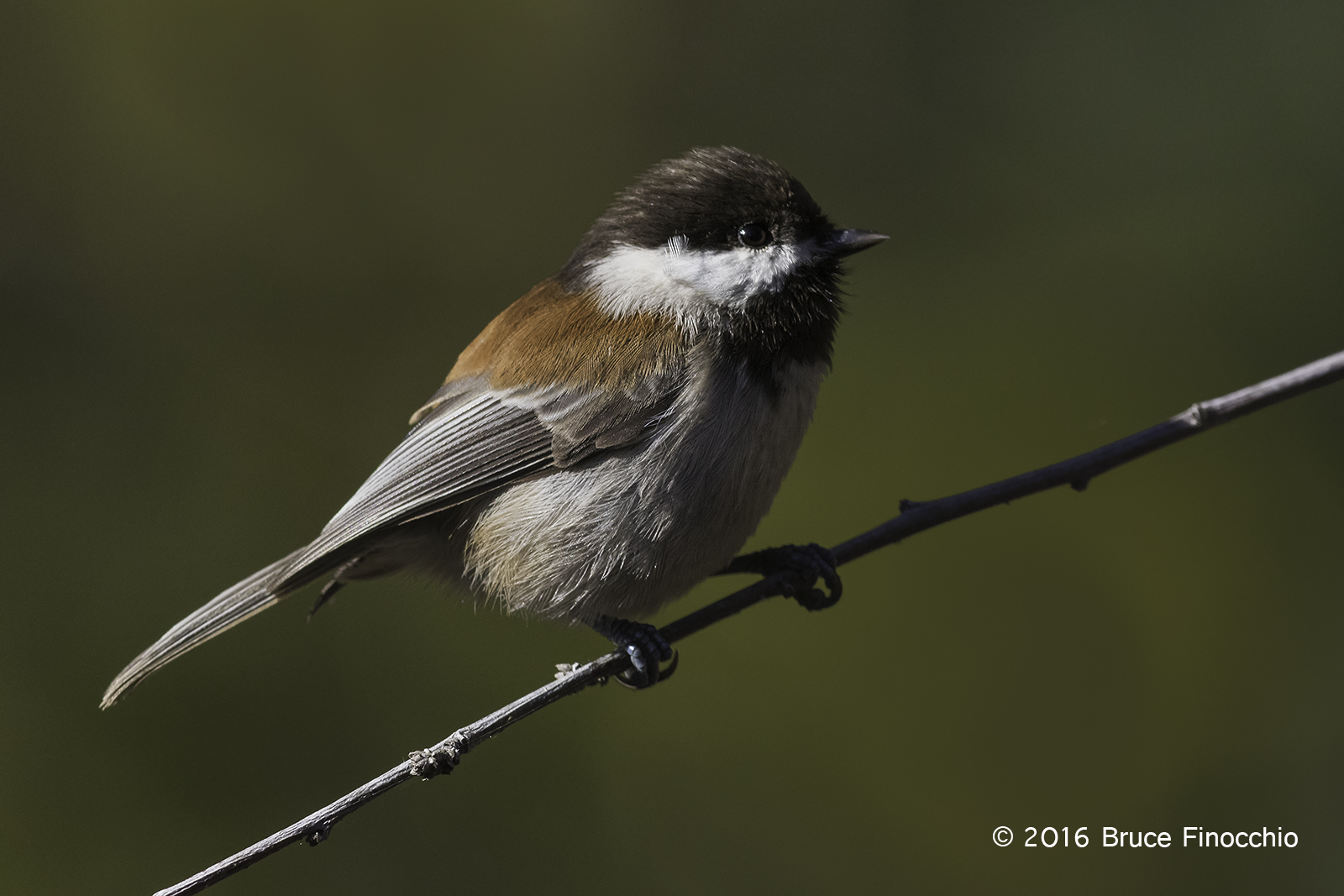 Backyard Birds - Dream Catcher Images by Bruce Finocchio