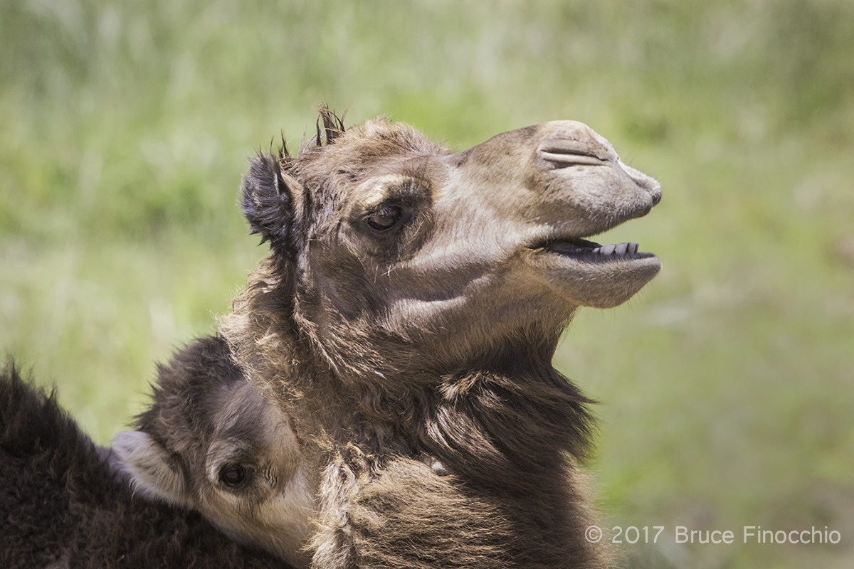 Oakland Zoo Images - Dream Catcher Images by Bruce Finocchio