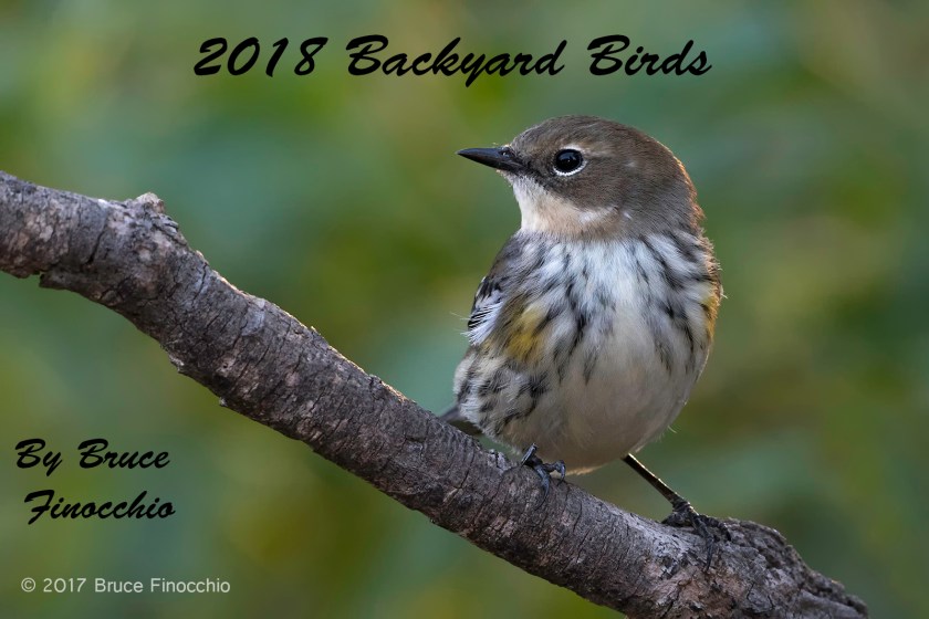 2018 Backyard Birds Calendar - Dream Catcher Images by Bruce Finocchio