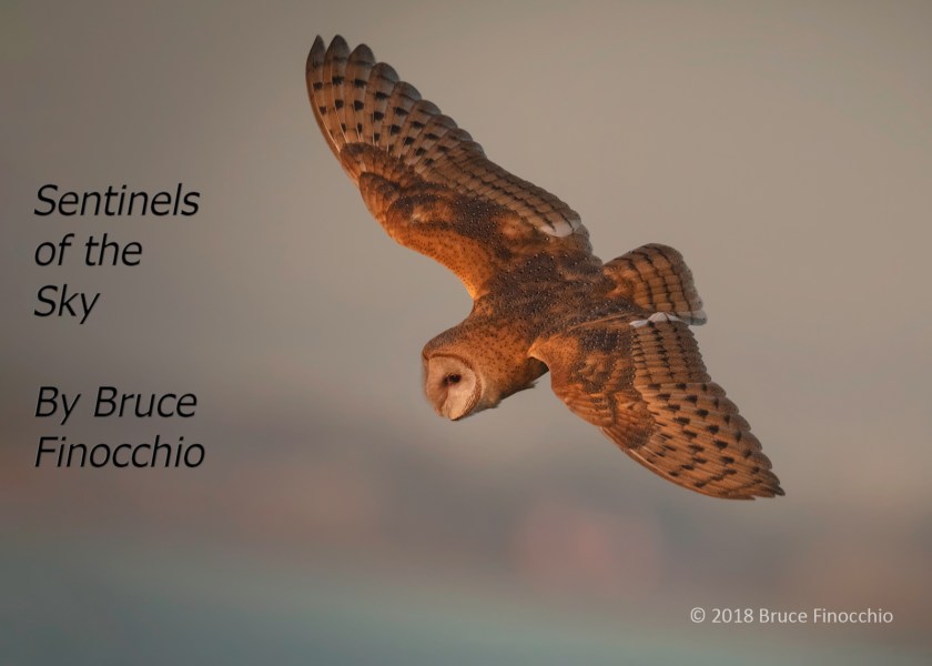 2019 Birds Of Prey Calendar - Dream Catcher Images by Bruce Finocchio