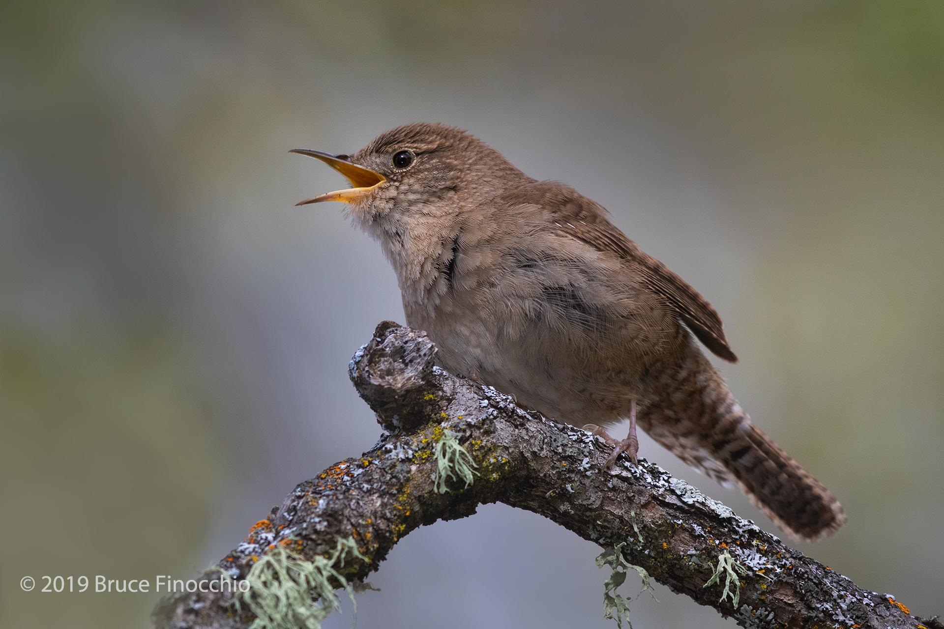 2019 Ramrod Ranch Images - Dream Catcher Images by Bruce Finocchio