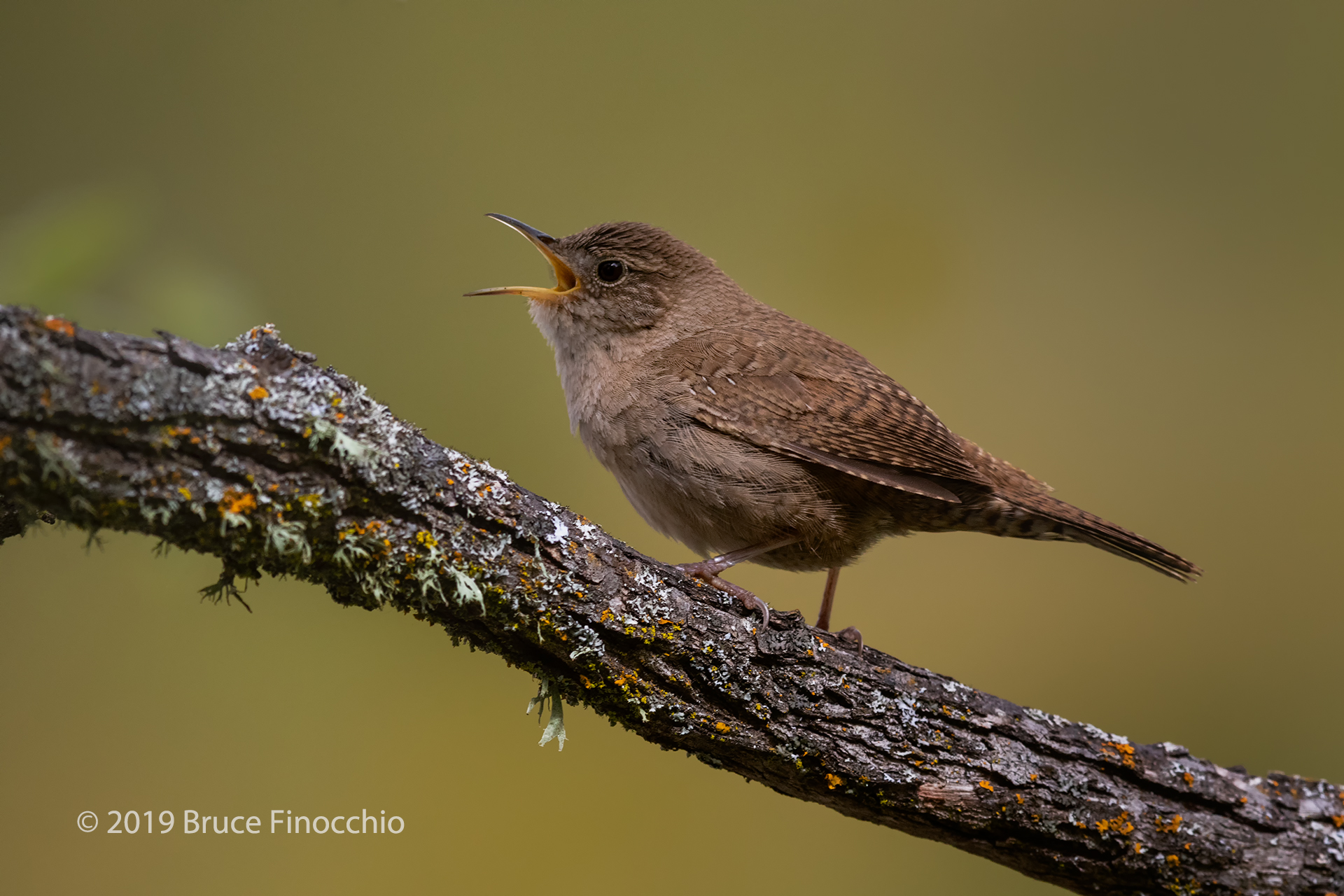 2019 Ramrod Ranch Images - Dream Catcher Images by Bruce Finocchio