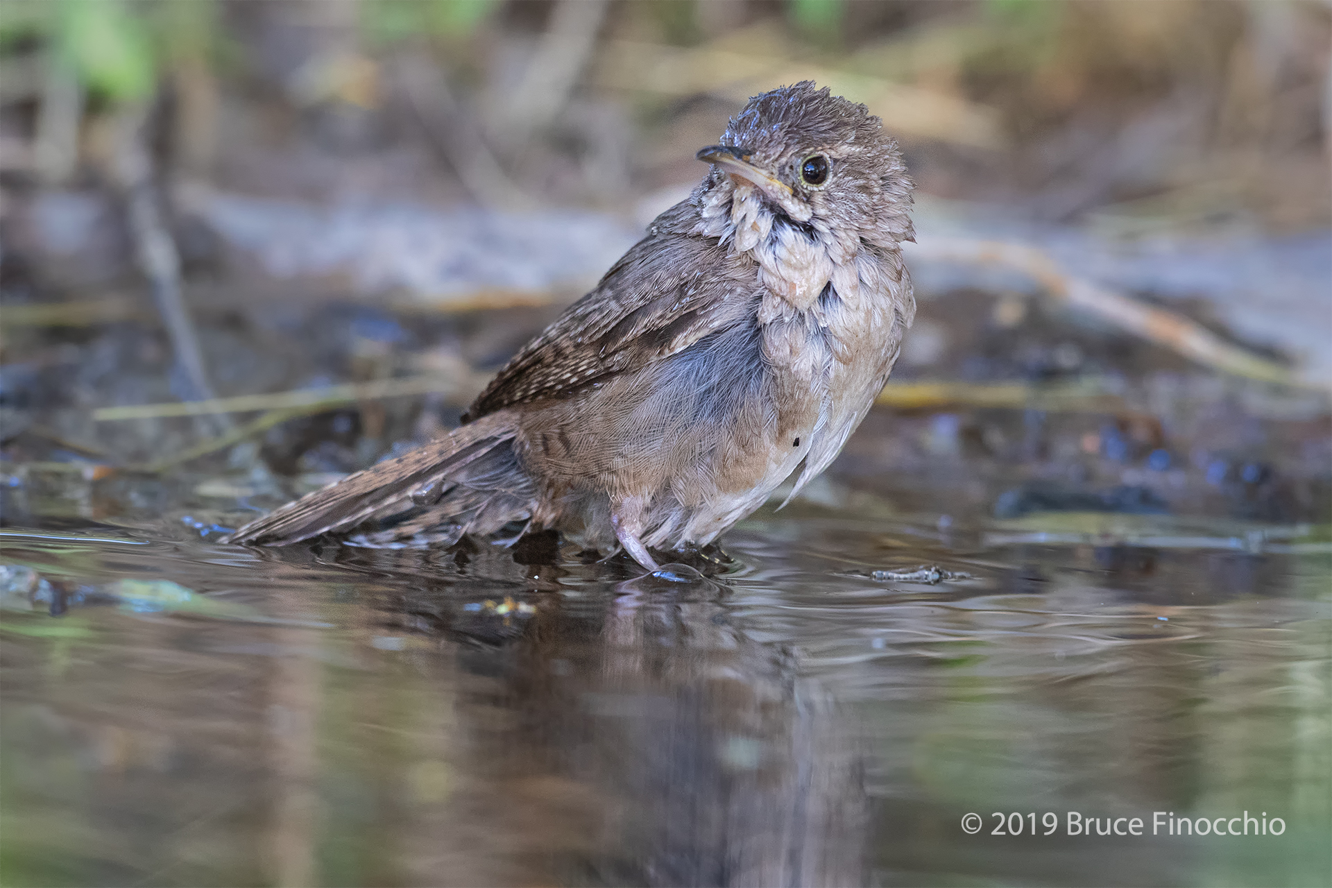 2019 Ramrod Ranch Images - Dream Catcher Images by Bruce Finocchio